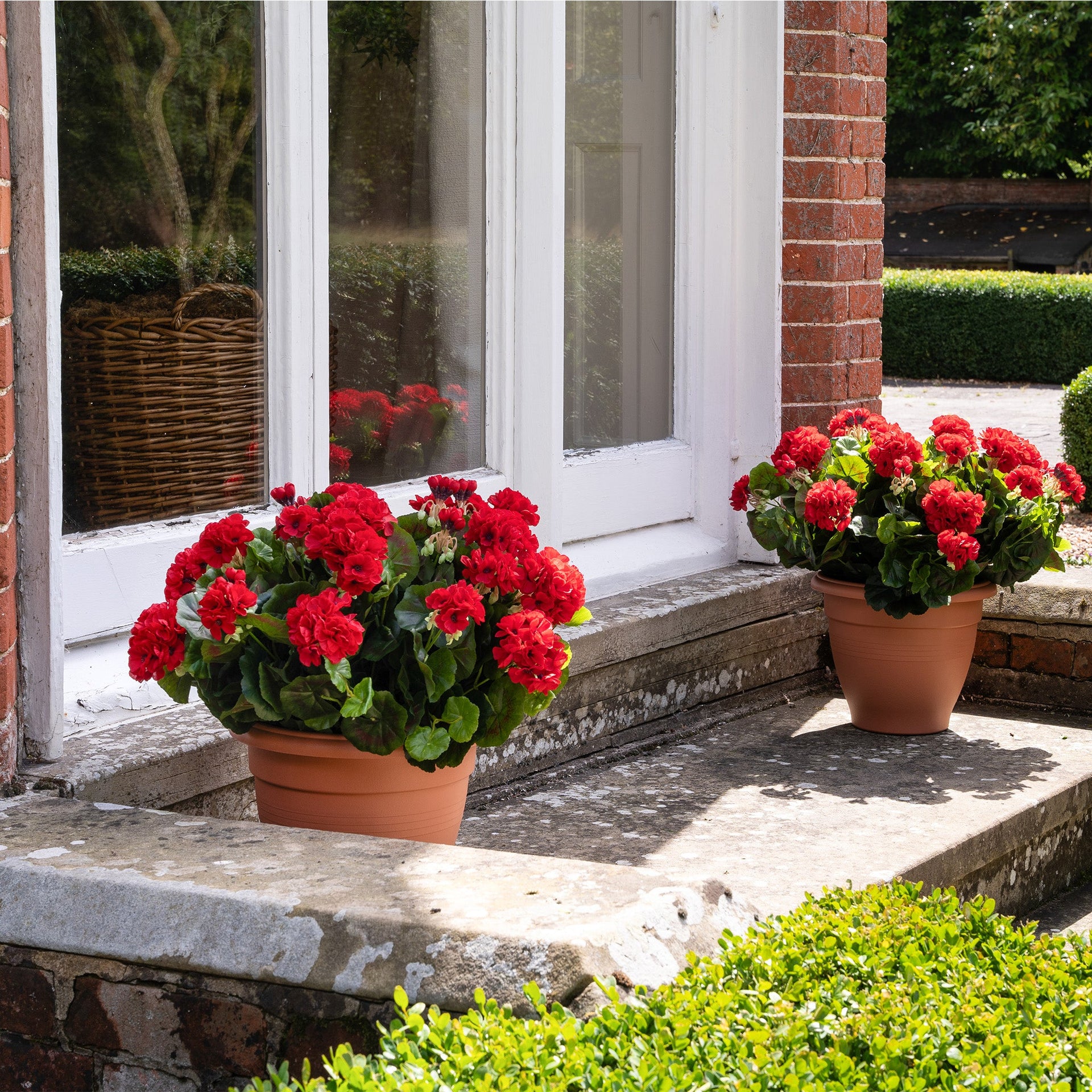 Red Coloured Artificial Geraniums - Blooming Artificial